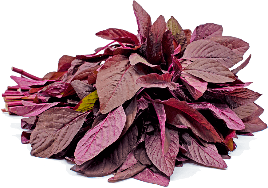 Bugga -Red Amaranthus - Farmr